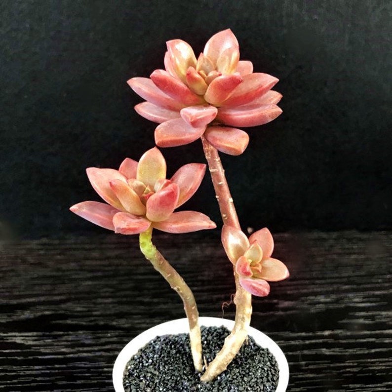 Graptosedum vera Higgins alpenglow bronze Fast - Etsy