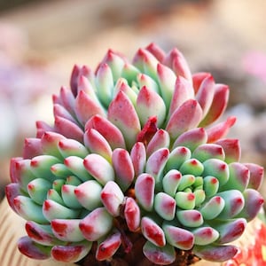 Sedeveria Blue Elf, Rare Succulents - Etsy