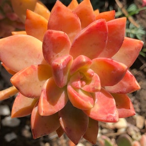California Sunset, Sedum Sunset, Hardy Succulents - Etsy