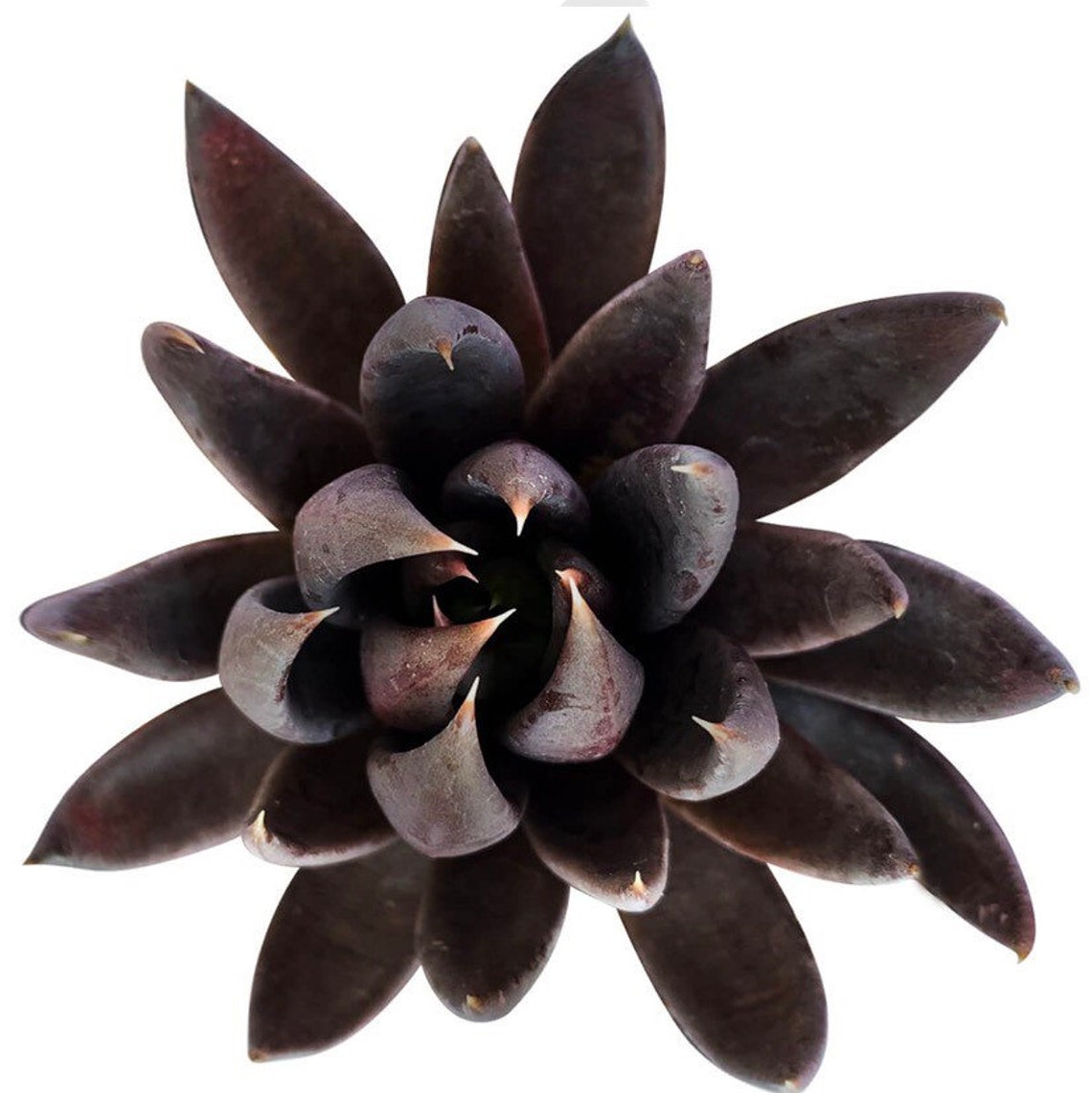 Echeveria affins' Black Knight Very Rare Black - Etsy
