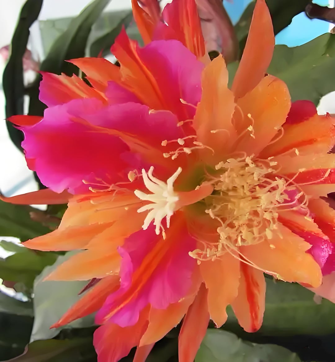 Mystery Epiphyllum Orchid Cactus, Fresh Stem Cuttings - Etsy