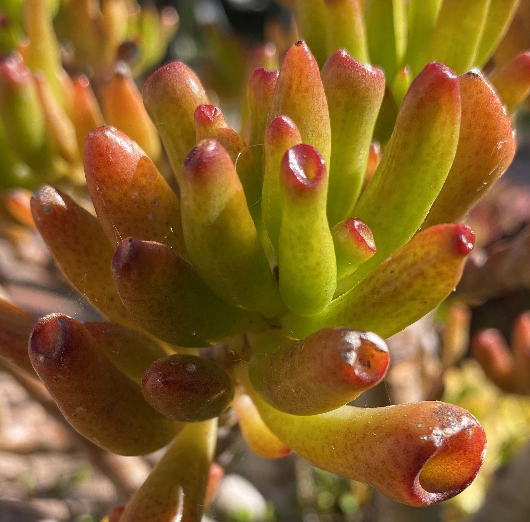 Crassula Ovata-gollum Jade Succulent ogre Ears shrek | Etsy