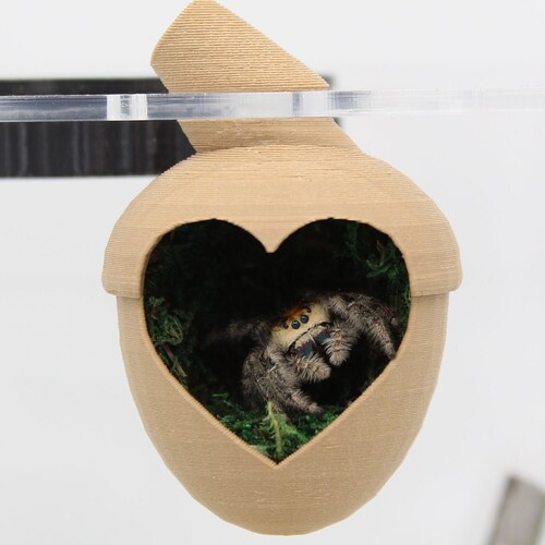 Original 3D Printed Skull Magnet Spider Hide - Etsy