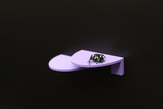 Magnetic Jumping Spider Ledge - Etsy