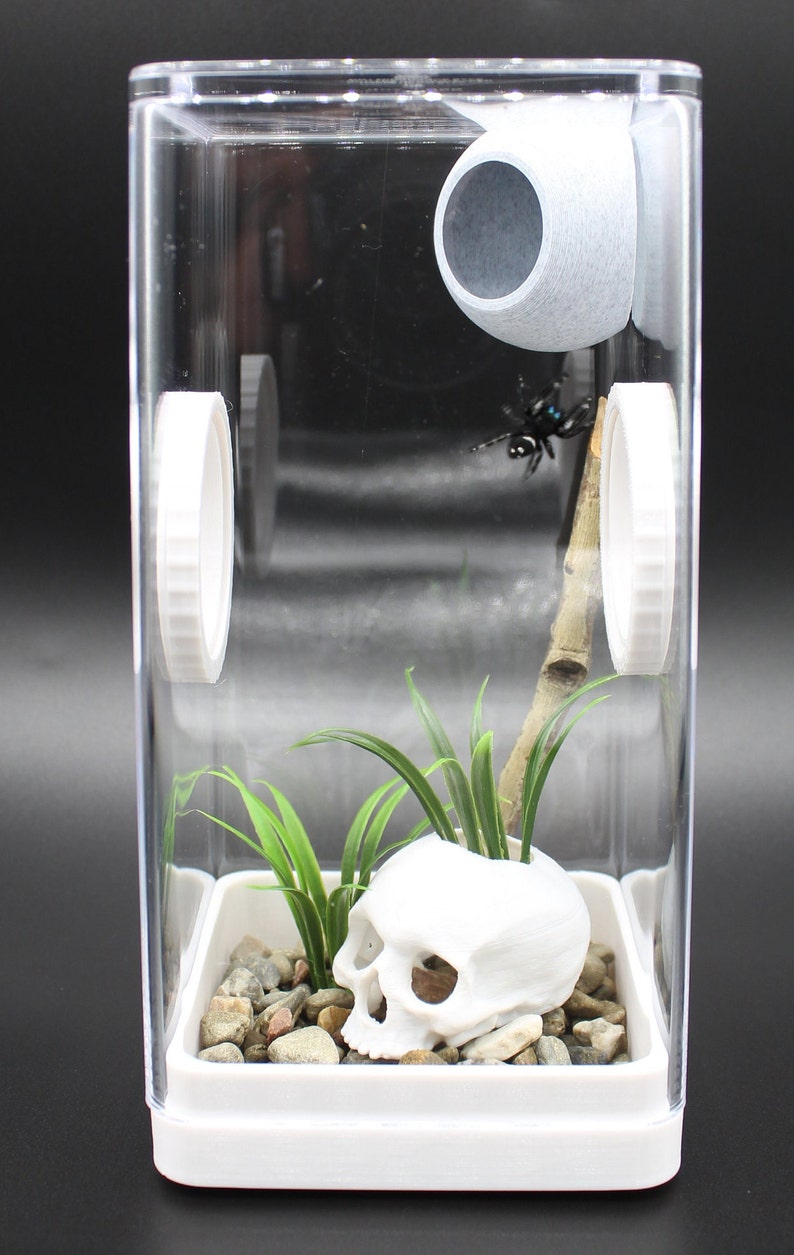 Skull Arachnid Amphibian Reptile Hide - Etsy