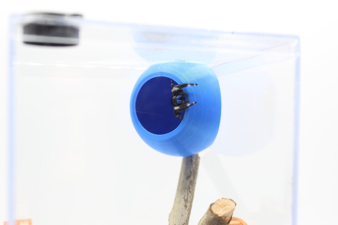 Corner Magnet Jumping Spider Hide **NEW SIZE** - Etsy