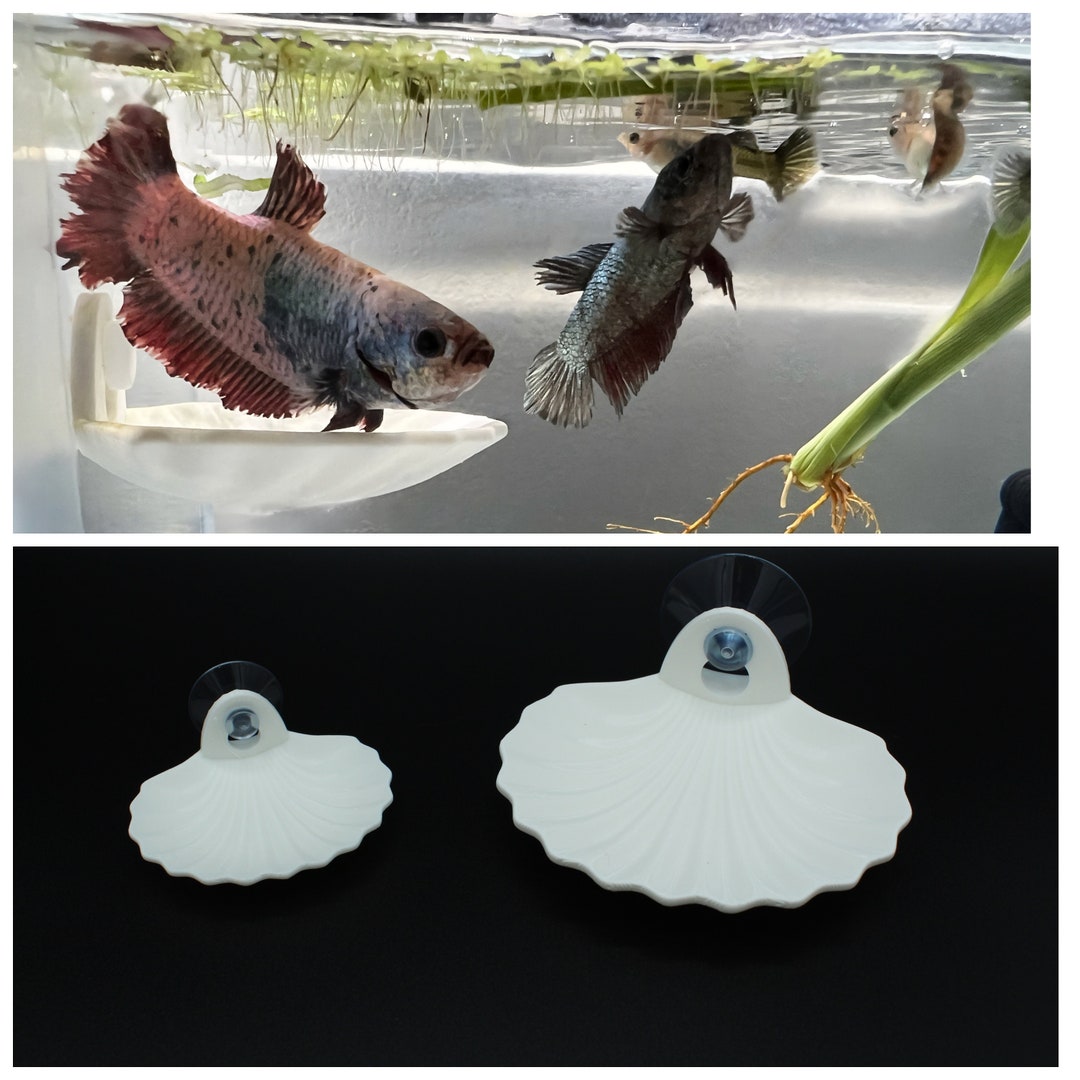 Betta Fish Clam Ledge - Etsy