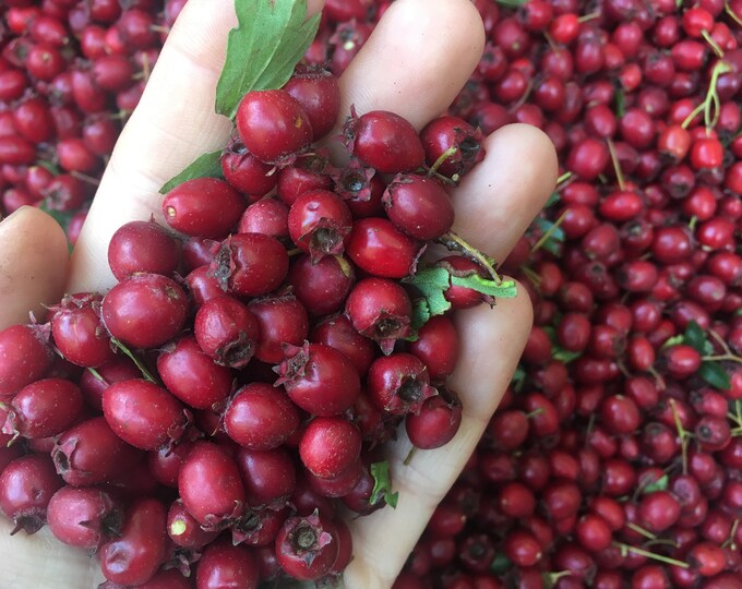 Hawthorn Berries (crataegus Monogyna) FRESH 1 Pound Wildcrafted - Oct ...
