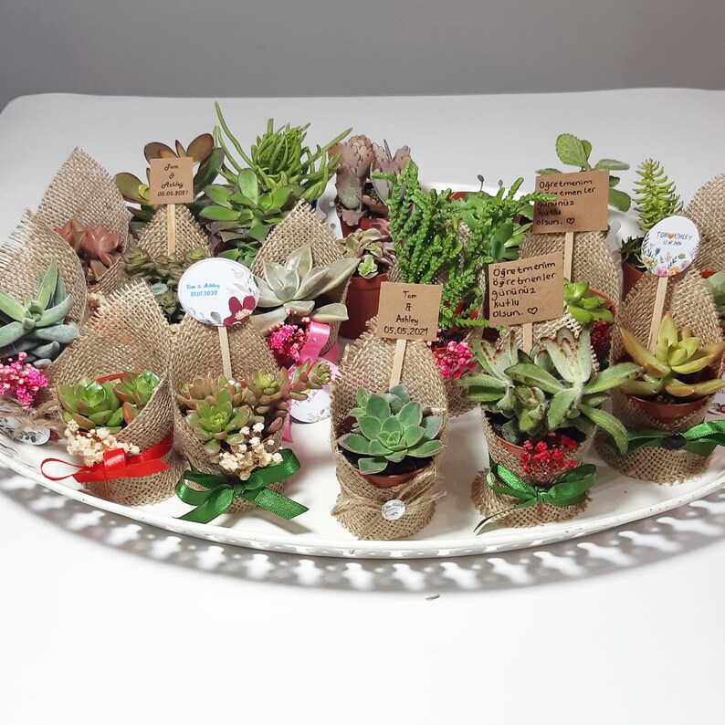 Succulent Gift Succulent Bridal Showerpersonalized Mini Pot | Etsy