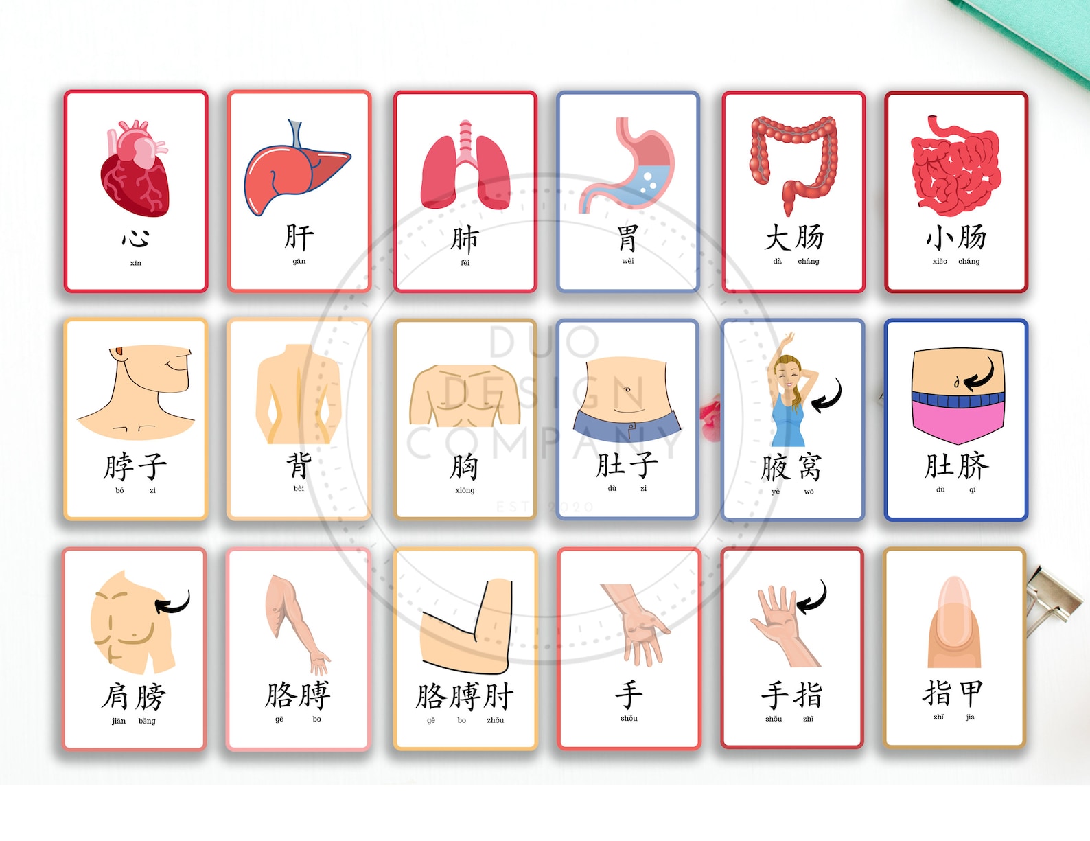 Chinese Upper Body Flash Cards | Printable Mandarin Body Parts Flash ...