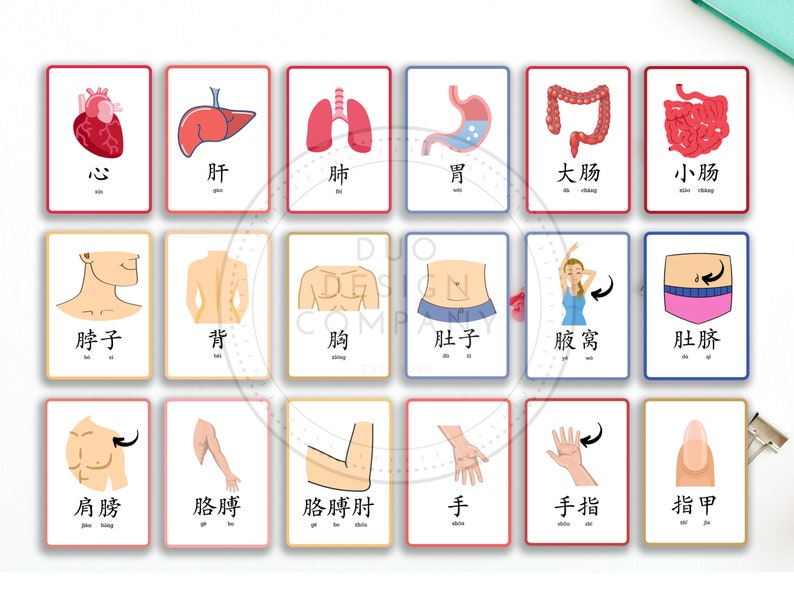 Chinese Upper Body Flash Cards Printable Mandarin Body Parts | Etsy