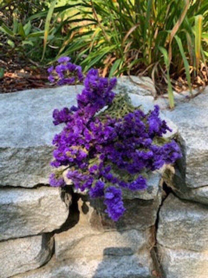Dried Sinuata Statice Purple Flowers Preserved Flowers - Etsy