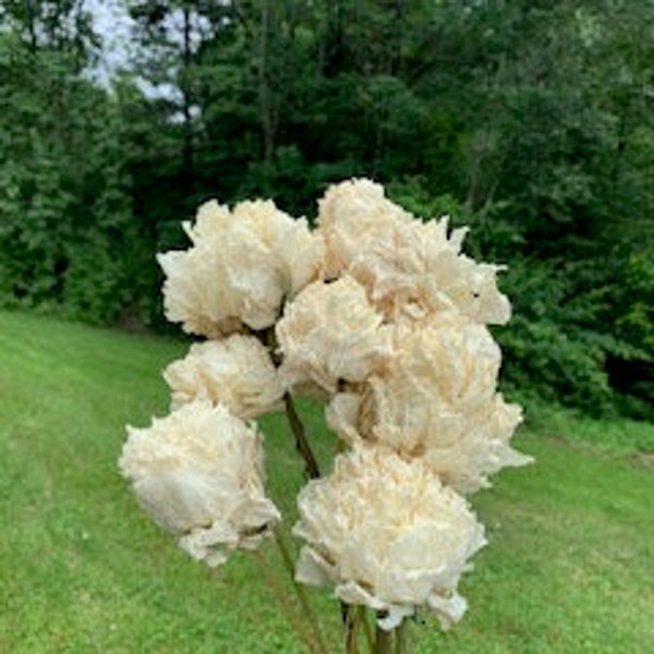 Dried Peonies - Etsy