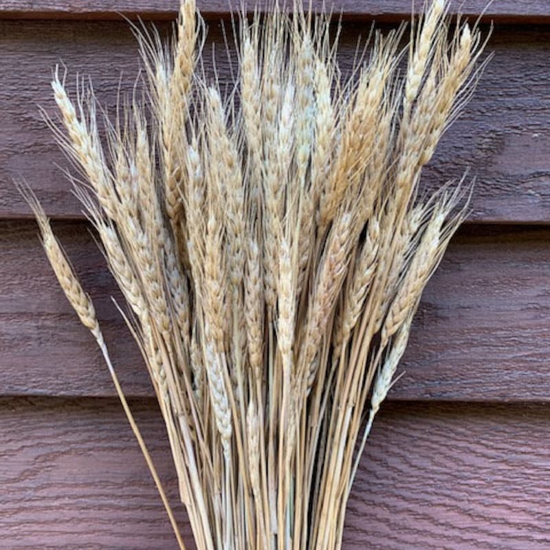 Dried Wheat - Etsy