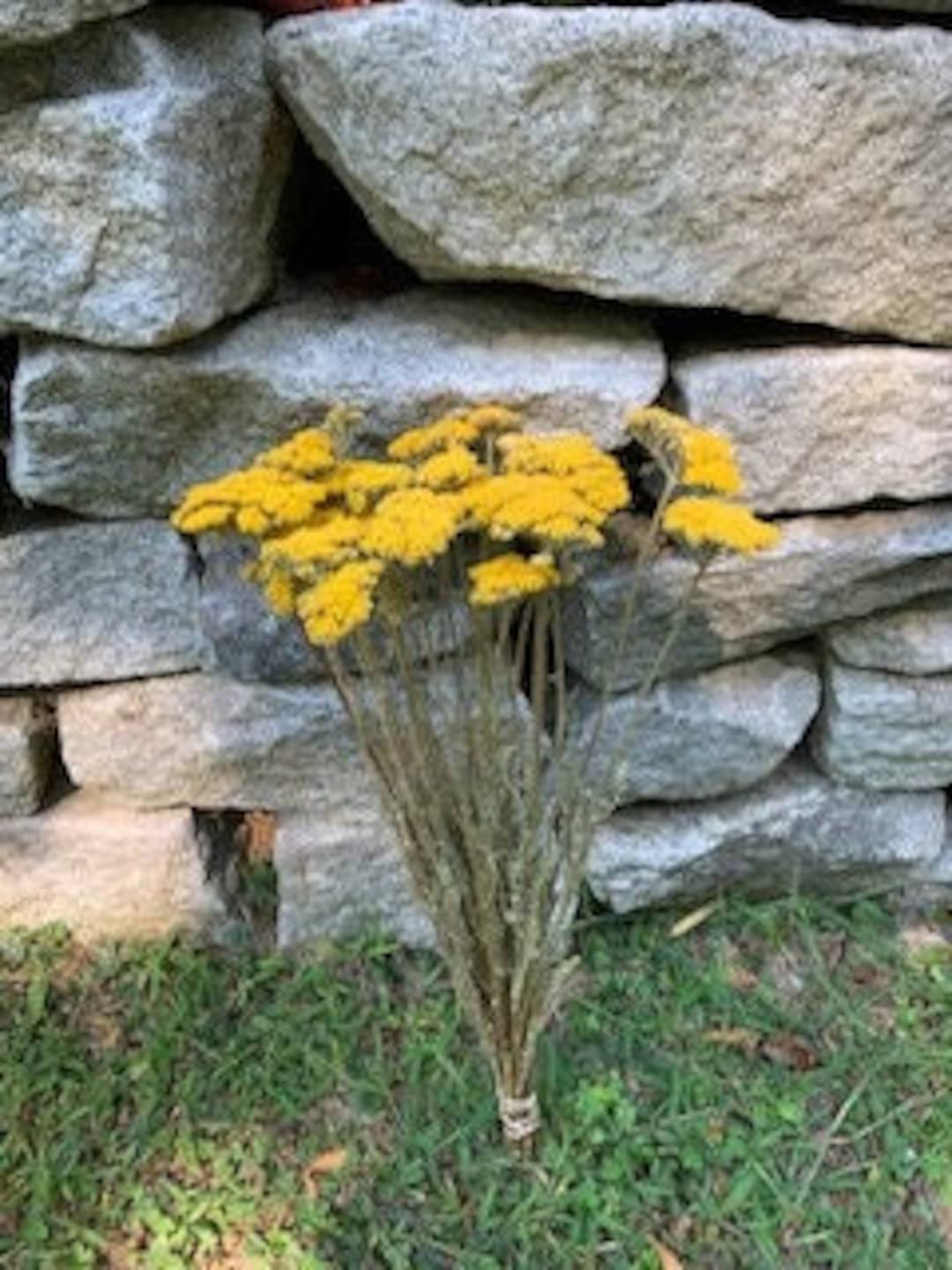 Dried Yarrow, Fall Flowers, Wedding Flowers, Home Decor Florals - Etsy