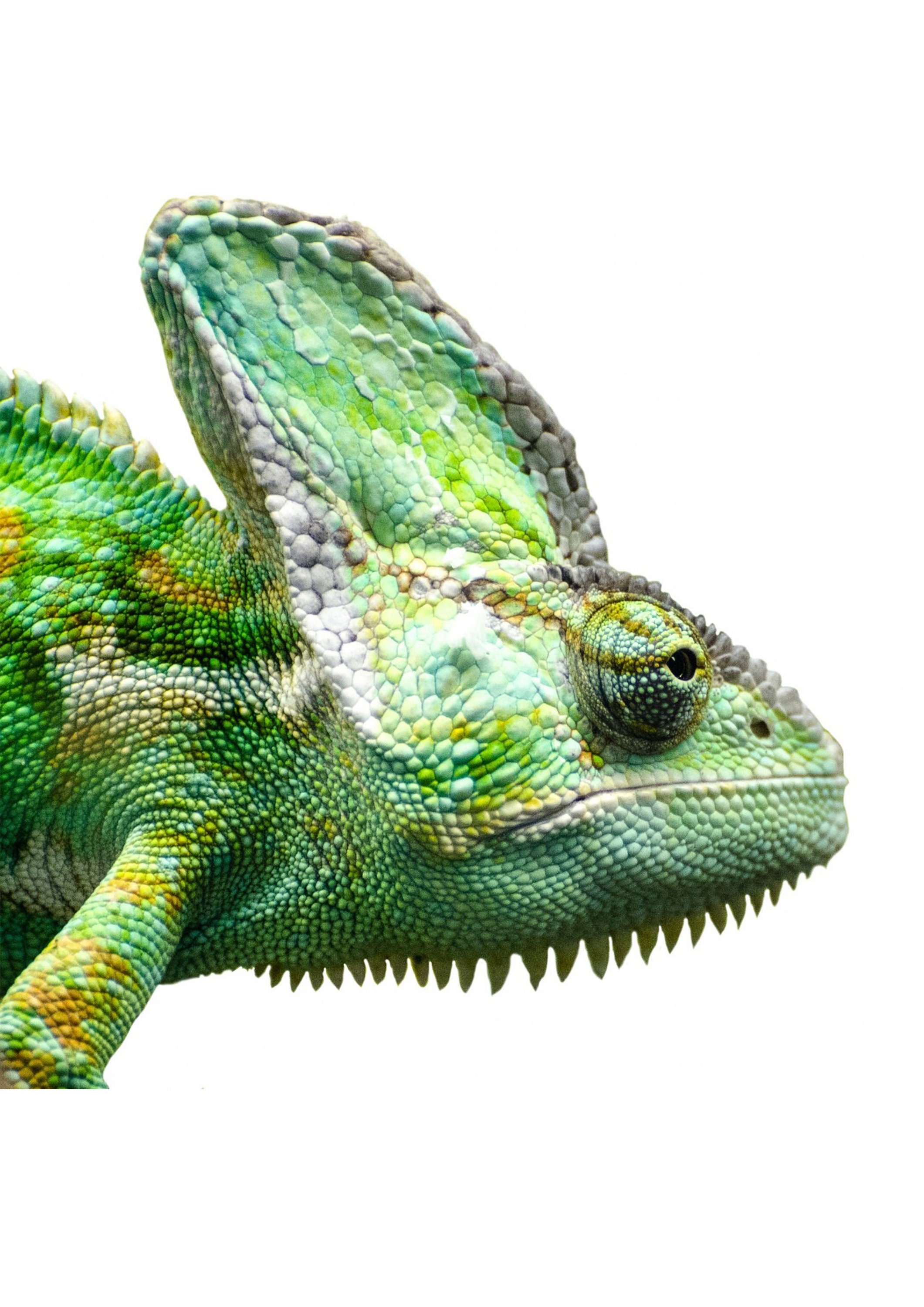 Animal Printable Art Print Chameleon Art Print 274MDD Digital Art Print ...