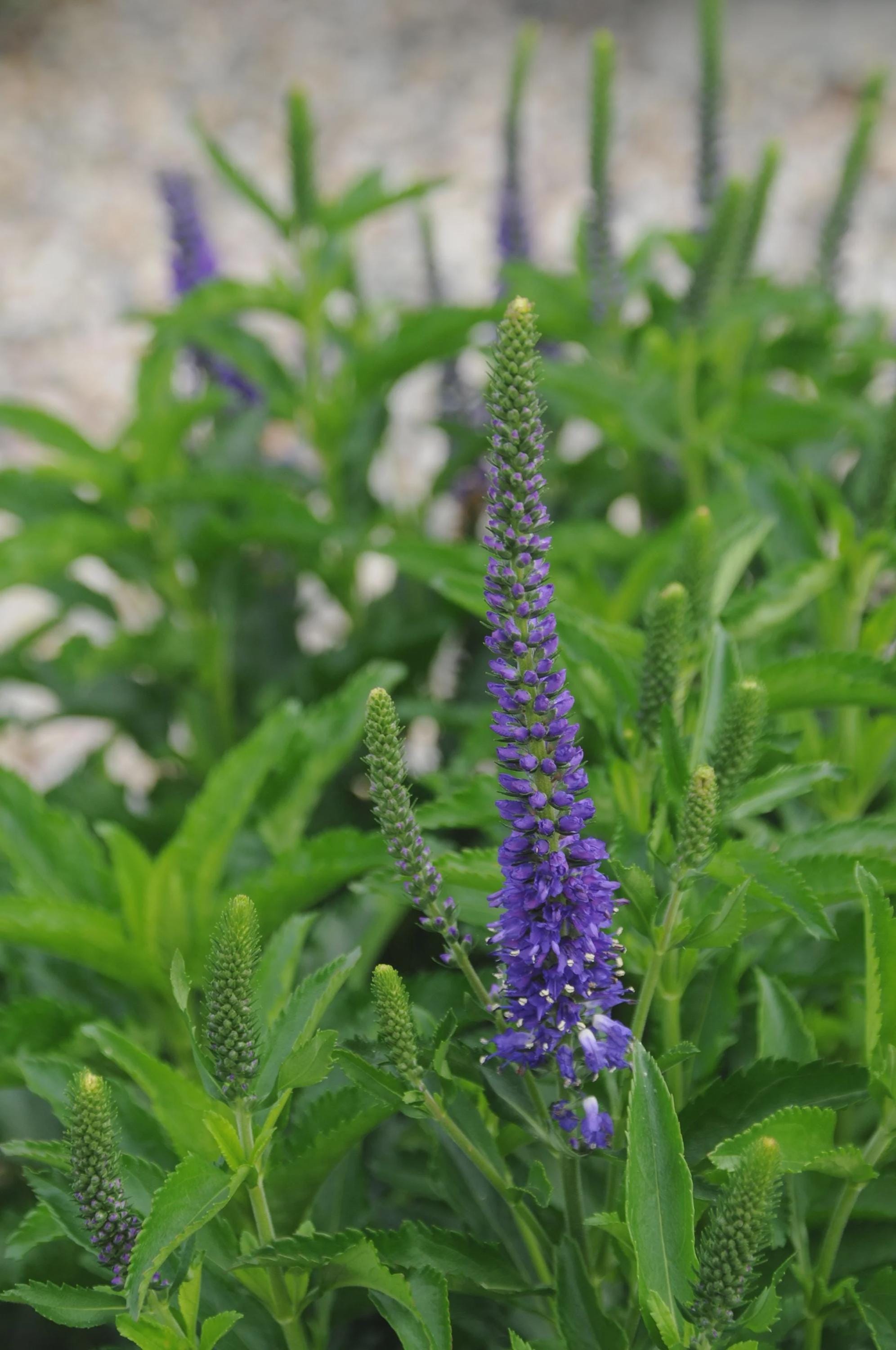 Veronica ‘ronica Blue’ -purple Speedwell- Live Starter Plant- FREE ...