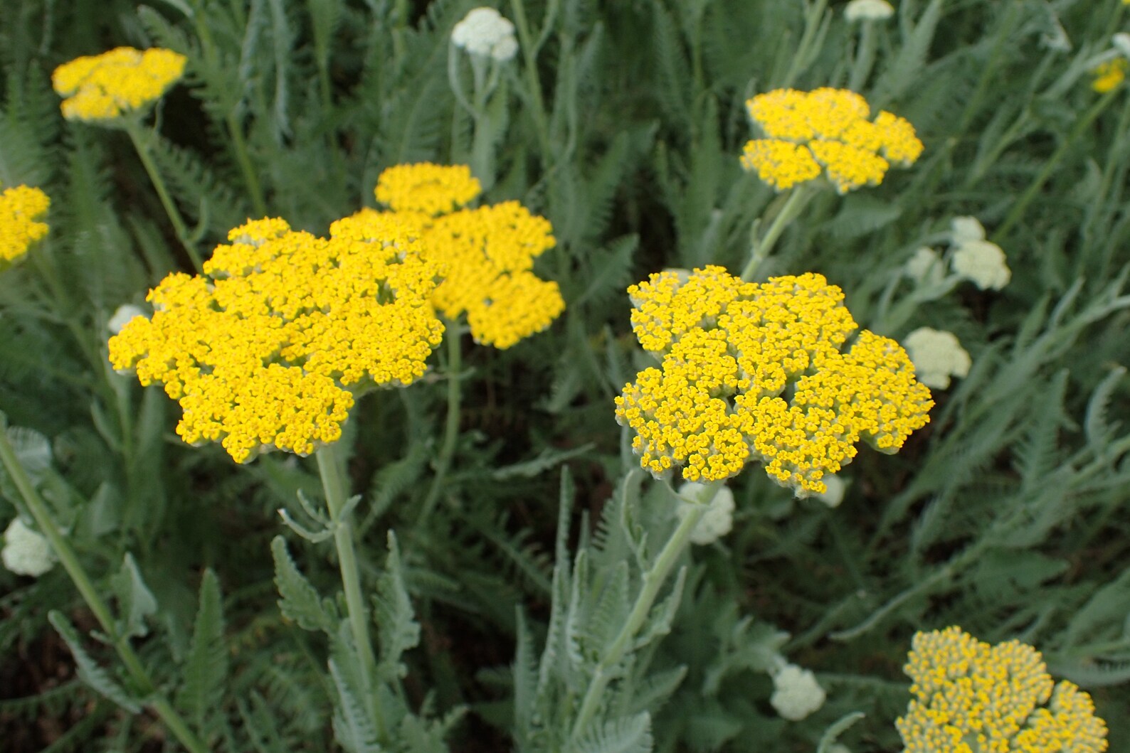 Yarrow 'moonshine' - Perennial- Live Starter Plant - FREE SHIPPING ...
