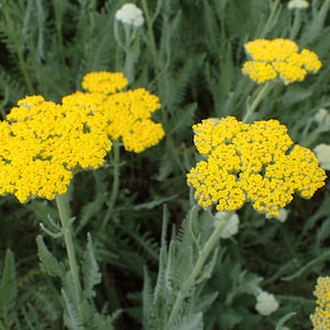 Yarrow 'moonshine' - Perennial- Live Starter Plant - FREE SHIPPING ...