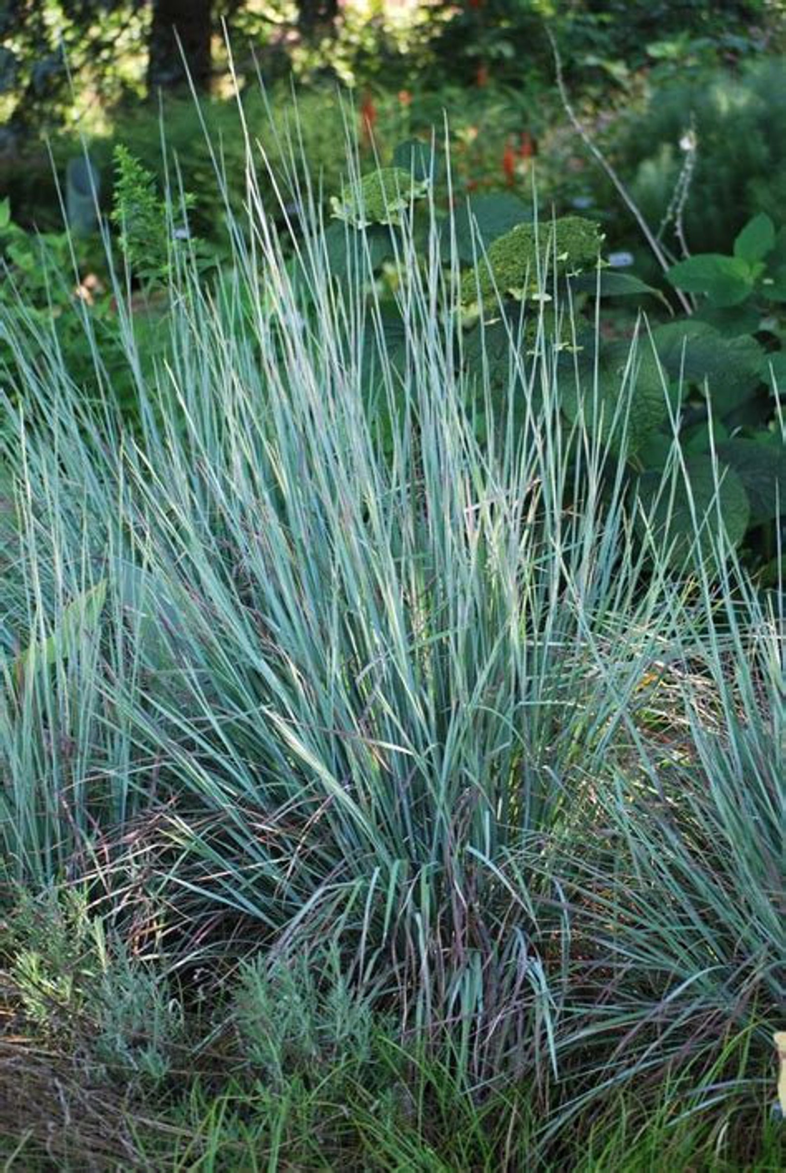 Little Bluestem 'prairie Blues' - Native Ornamental Grass - Live ...