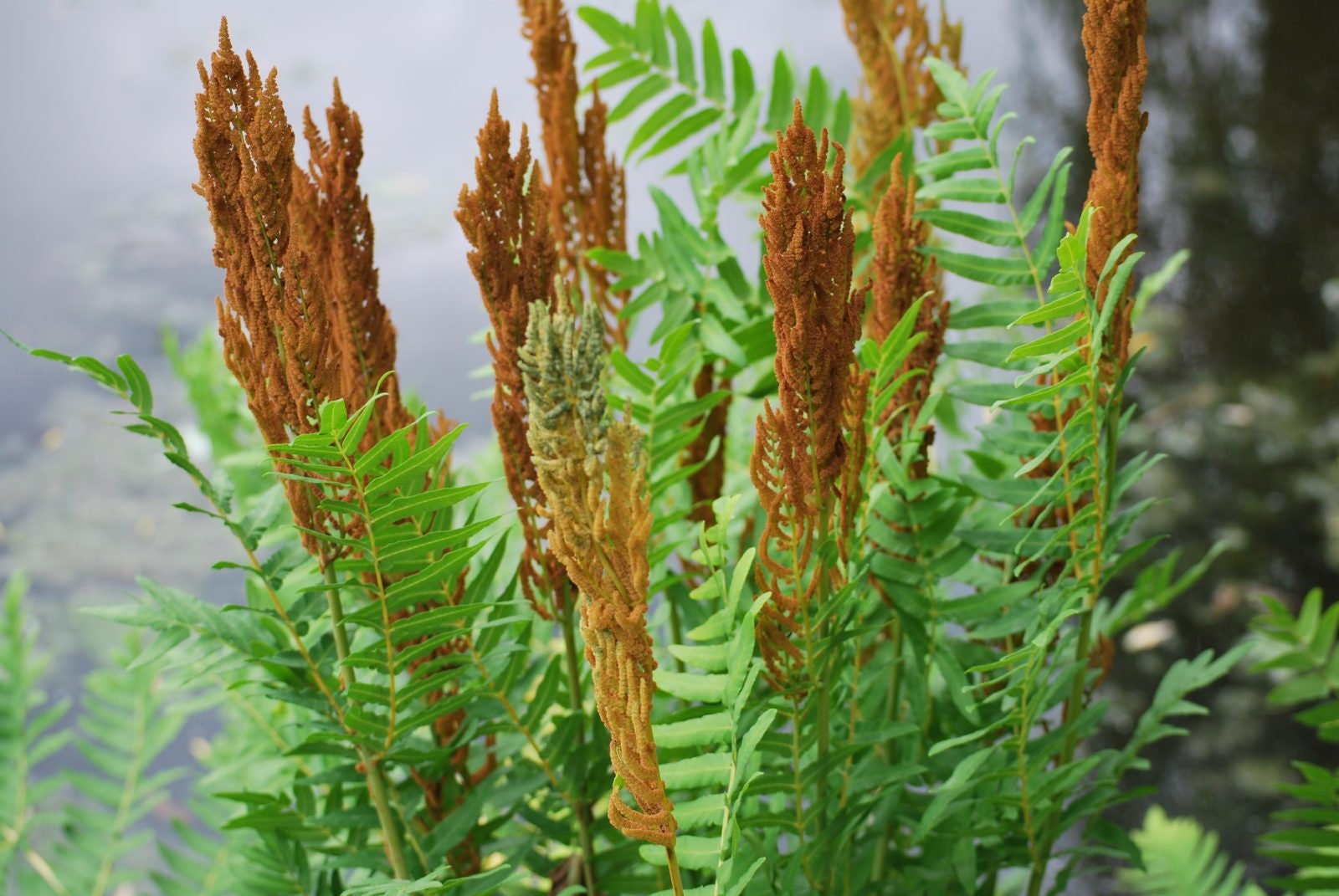 Osmunda Flower
