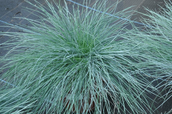 Blue Fescue 'elijah Blue' Ornamental Grass Live | Etsy