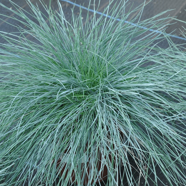 Elijah Blue Grass - Etsy