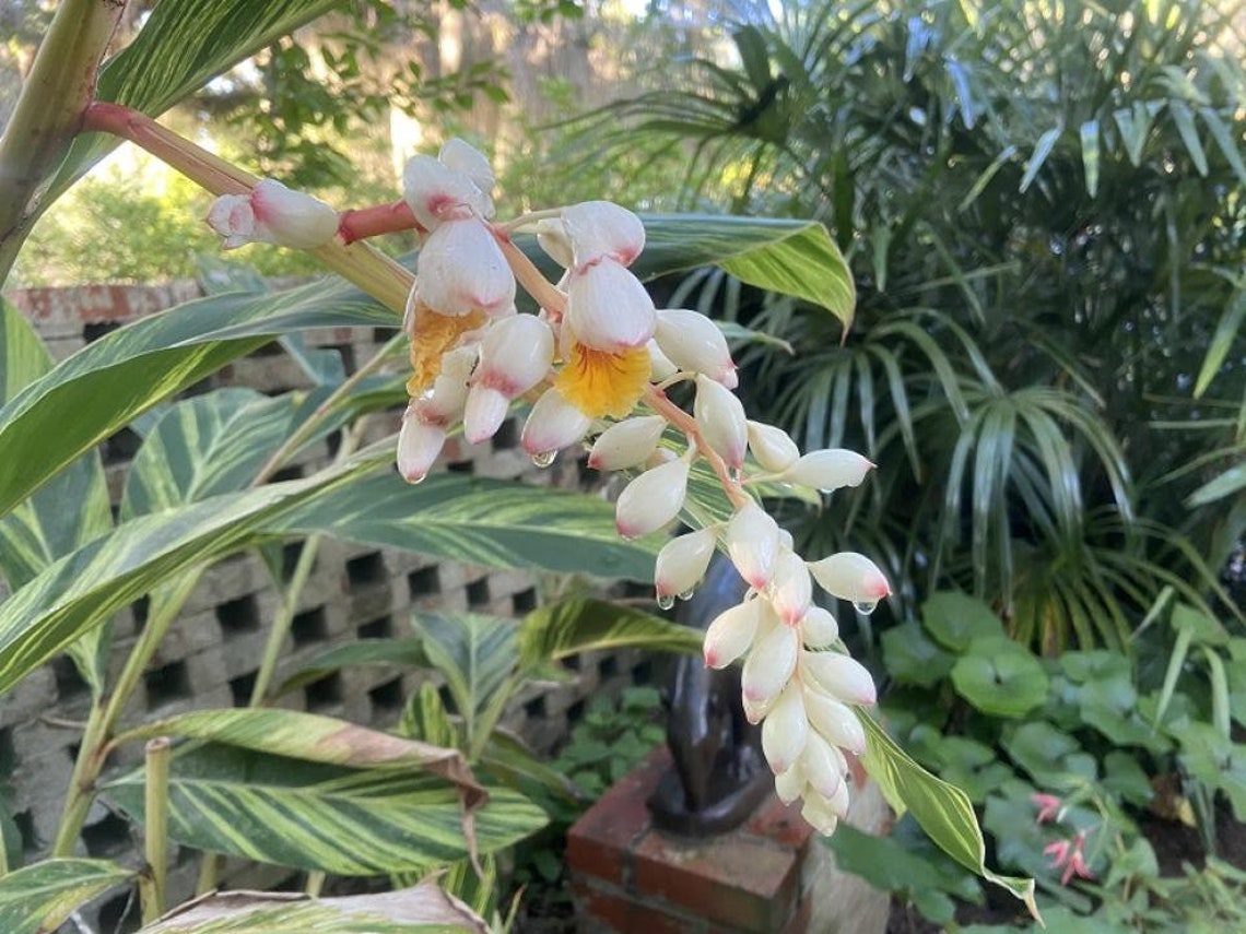 Variegated Shell Ginger alpinia Zerumbet variegata live - Etsy