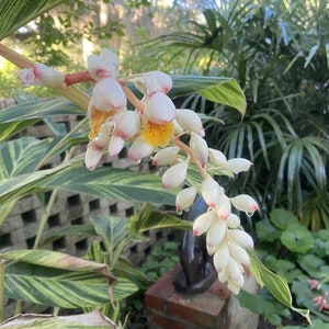 Variegated Shell Ginger alpinia Zerumbet variegata live Starter Plant ...