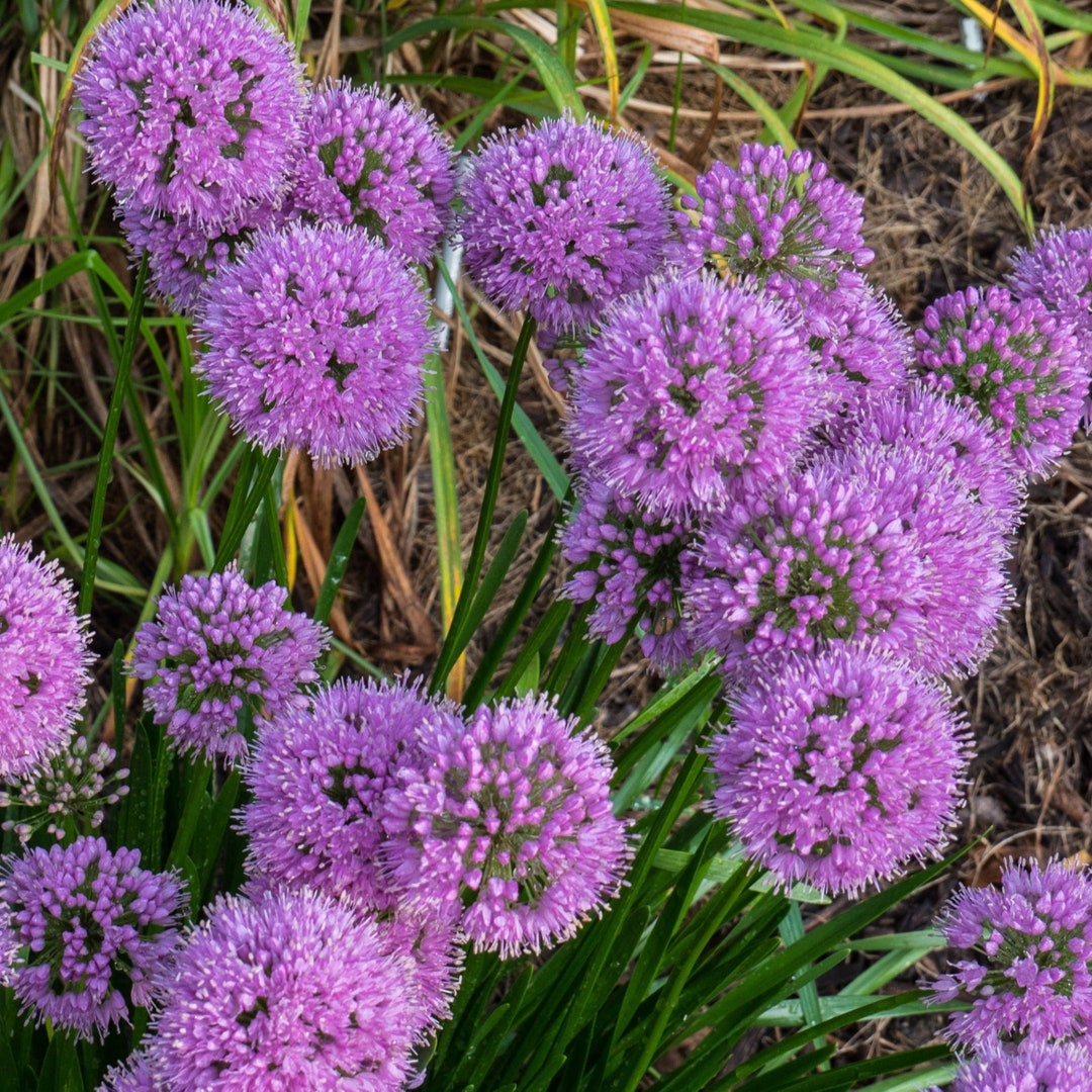 Allium 'millenium' Perennial Ornamental Onion - Live Starter Plant ...