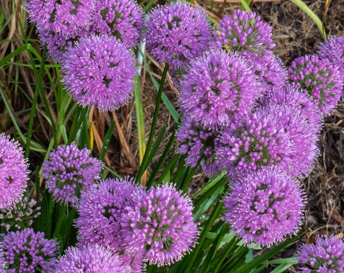 Allium 'millenium' Perennial Ornamental Onion - Live Starter Plant ...