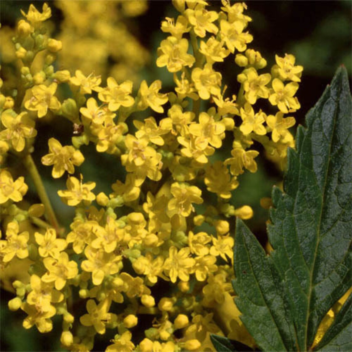 Patrinia scabiosifolia Yellow Patrinia Live Starter Plant | Etsy
