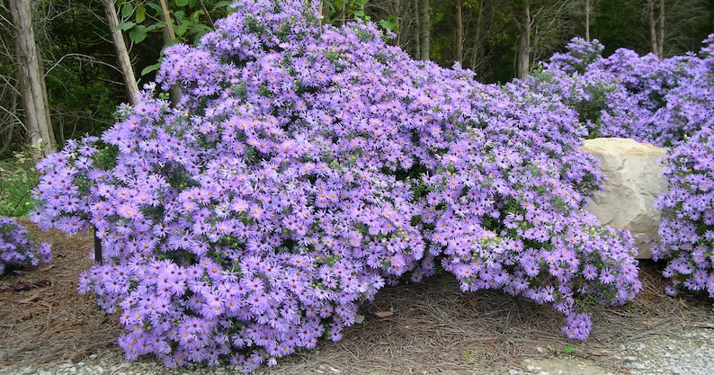 Aster O. 'raydon's Favorite' - Aromatic Aster - Live Starter Plant ...