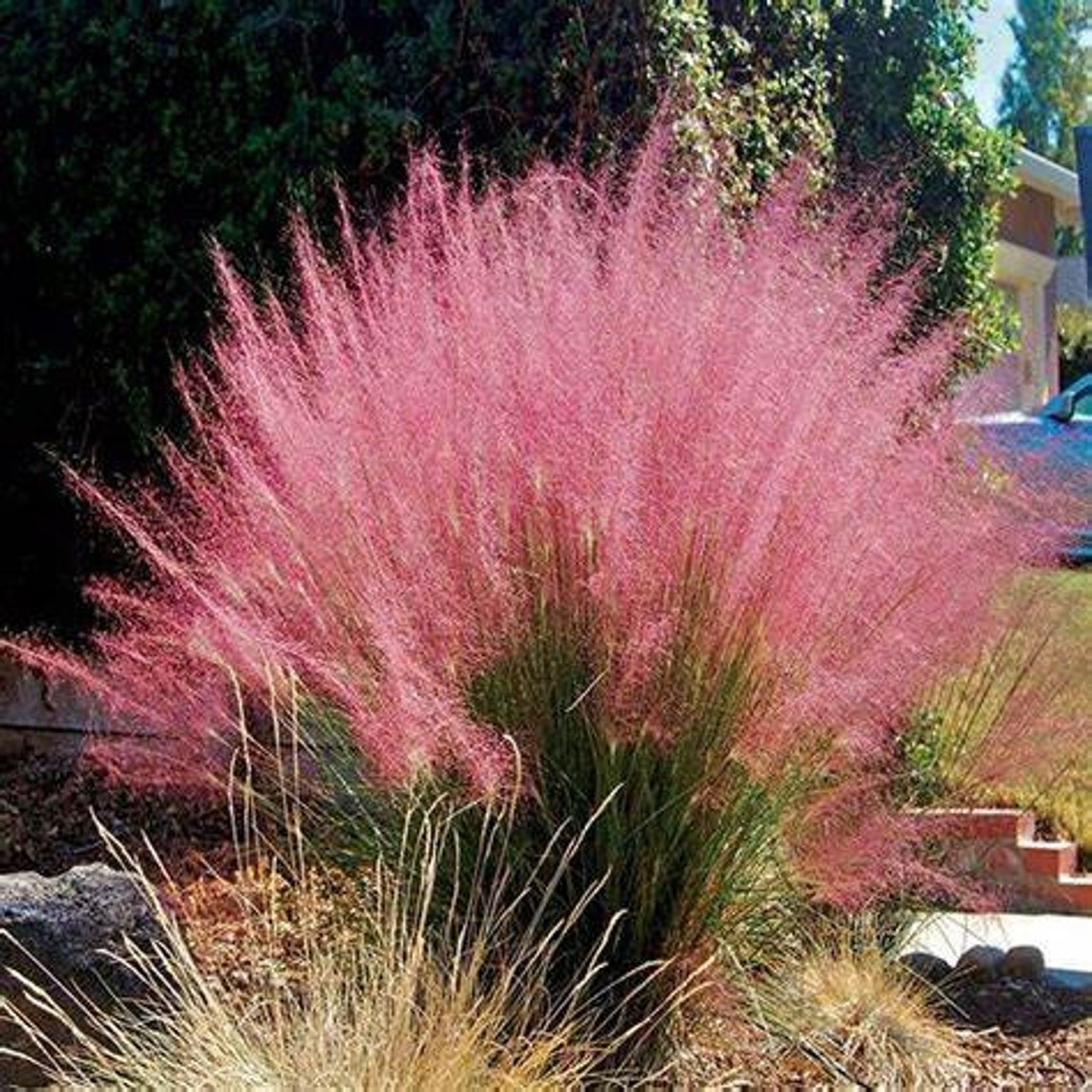 Pink Muhly Grass Muhlenbergia Capillaris Ornamental Grass Etsy