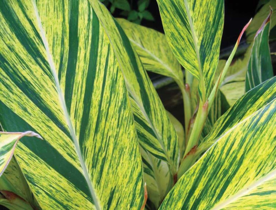 Variegated Shell Ginger alpinia Zerumbet variegata live Starter Plant ...