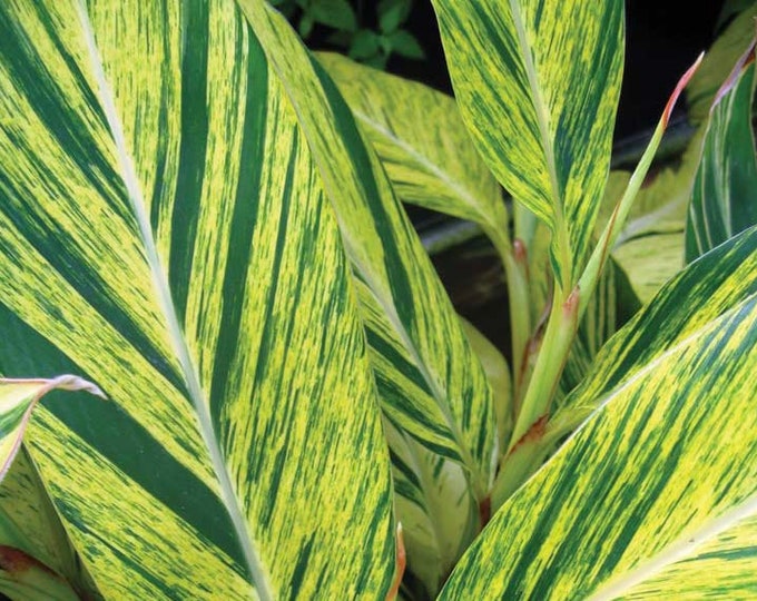 Variegated Shell Ginger -alpinia Zerumbet ‘variegata’ -live Starter ...