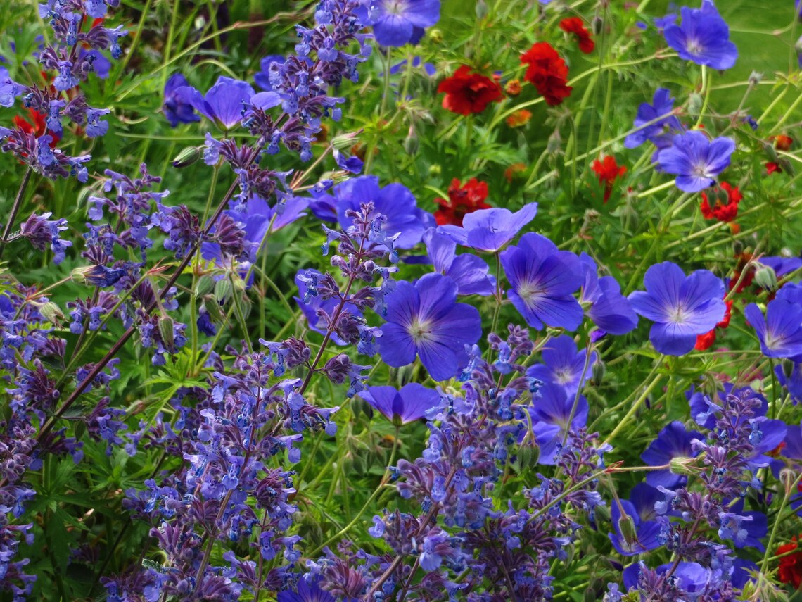 Geranium 'rozanne' hardy Perennial-live Starter Plant | Etsy