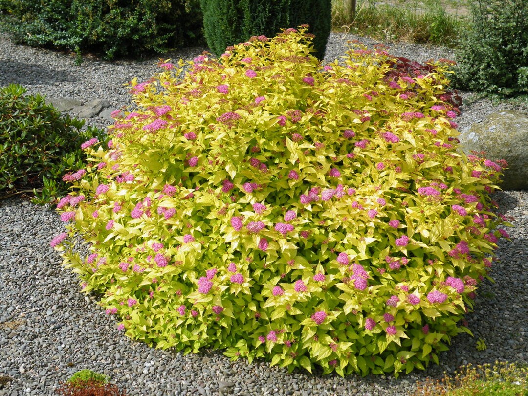 Spirea ‘gold Mound’ -flowering Shrub- Live Starter Plant-free SHIPPING ...