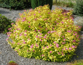 Gold Mound Spirea Dwarf Compact Chartreuse Yellow Shrub Live Starter ...