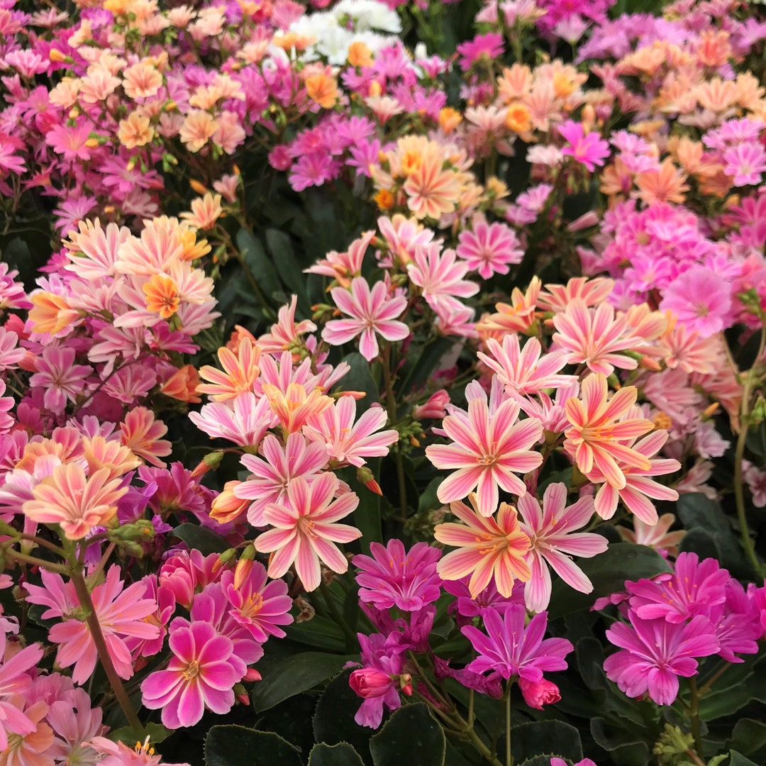 Lewisia C. 'rainbow Mix' -succulent- Live Starter Plant- FREE SHIPPING ...