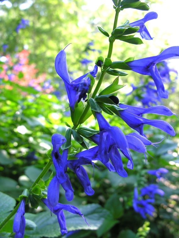 Blue Salvia Perennial Plant