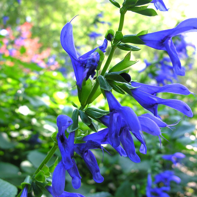 Red Salvia Plant Live - Etsy