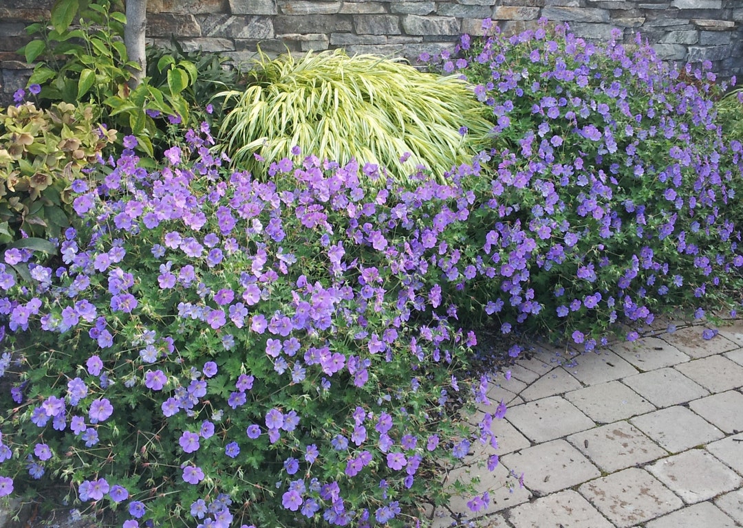 Geranium 'rozanne' -hardy Perennial-live Starter Plant- FREE SHIPPING ...