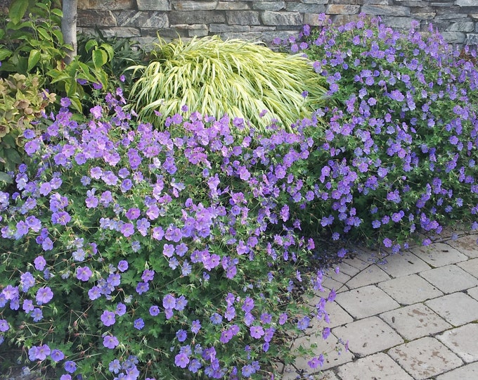 Geranium 'rozanne' -hardy Perennial-live Starter Plant- FREE SHIPPING ...
