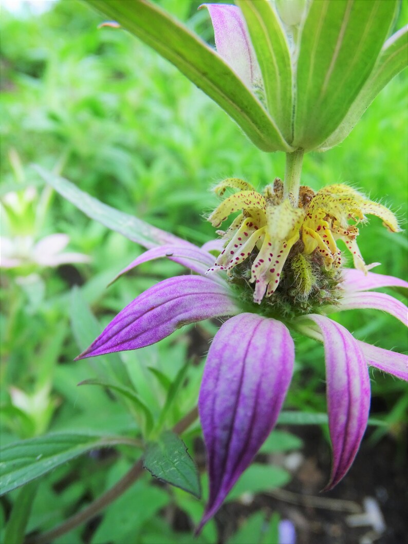 Monarda Punctata Spotted Bee Balm 200 Seeds | Etsy