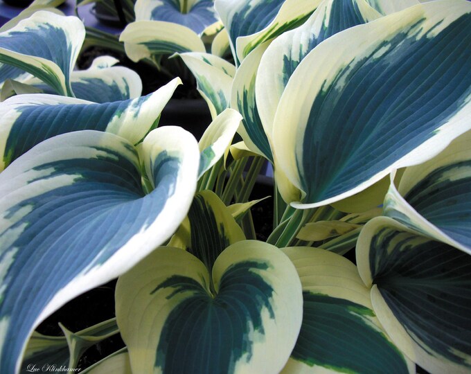 Hosta "june" - Etsy