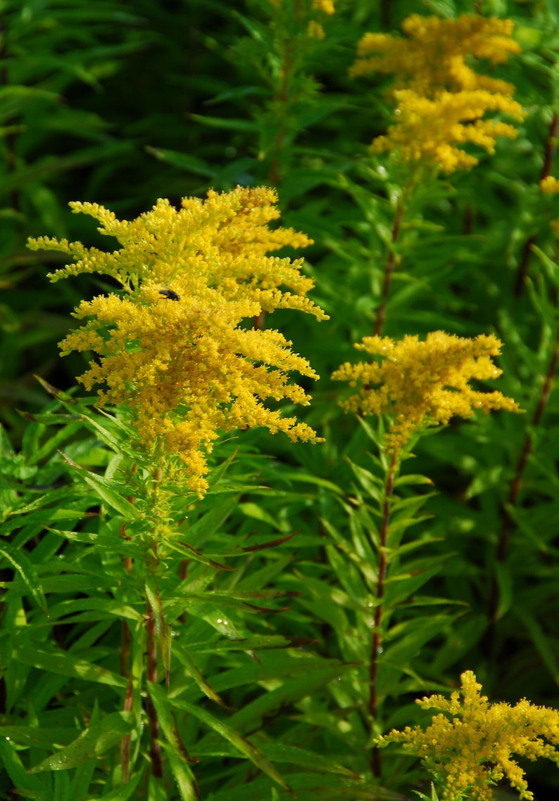 Goldenrod - Solidago Rigida - Native Perennial - 3 Bareroot Plants ...