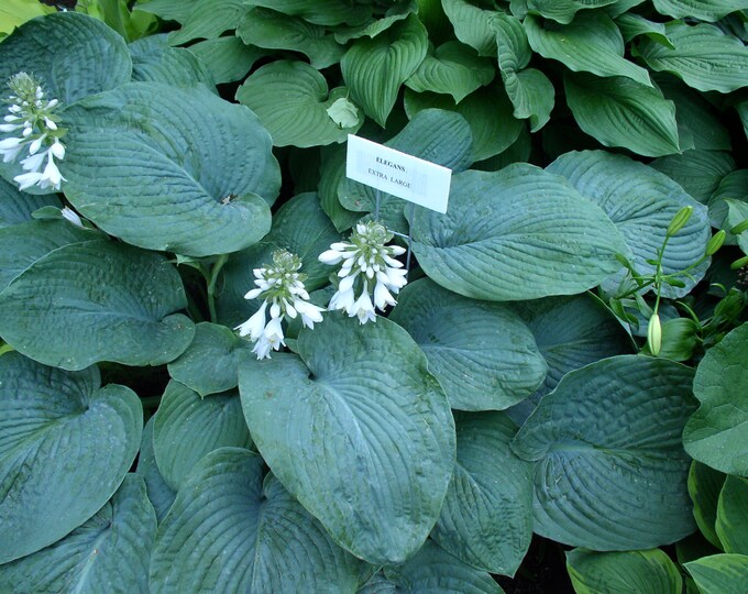 Hosta ‘elegans’ -shade Perennial- Live Starter Plant- FREE SHIPPING ...