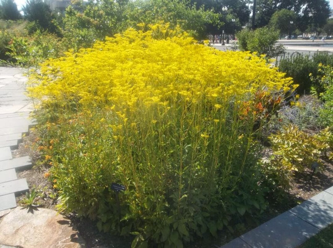 Patrinia Scabiosifolia Yellow Patrinia Live Starter Plant - Etsy