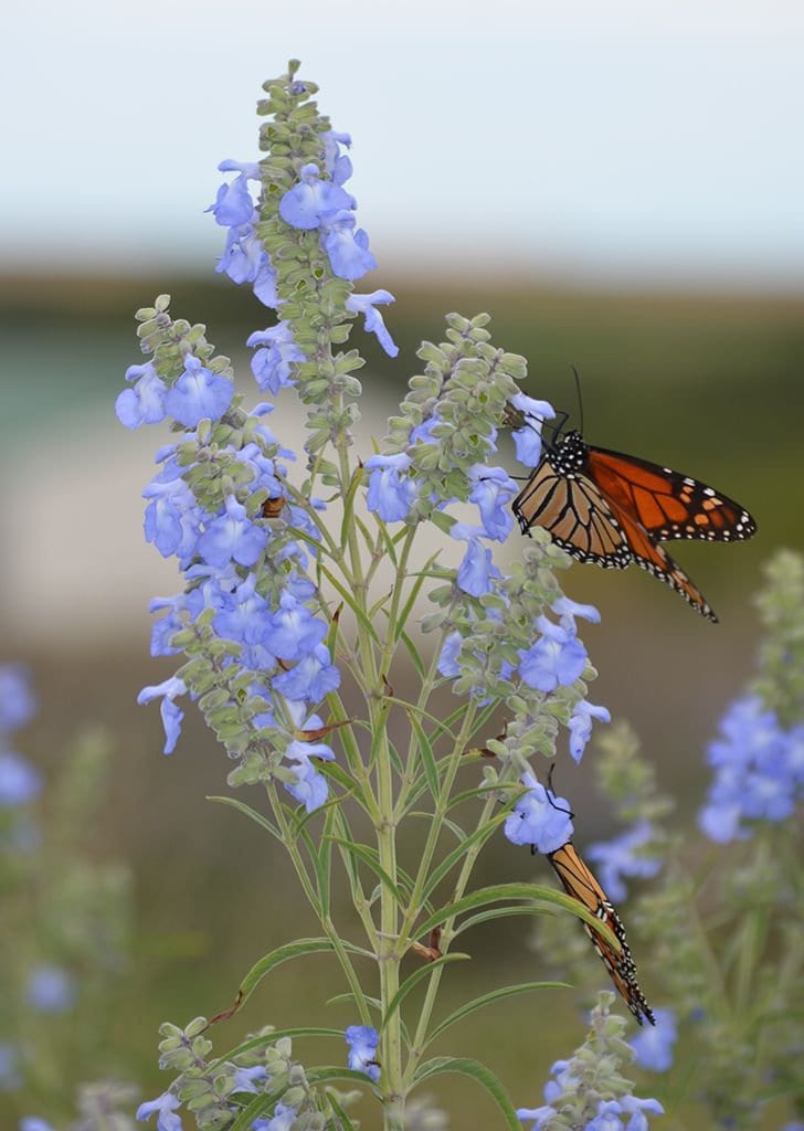 Salvia Azurea -blue Sage- Native Plant - Live Starter Plant- FREE ...